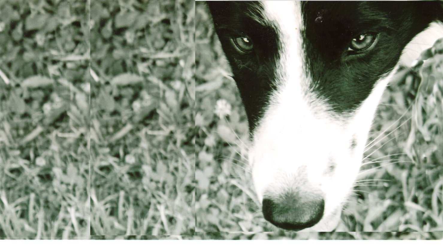 Blog | Sheepdog News